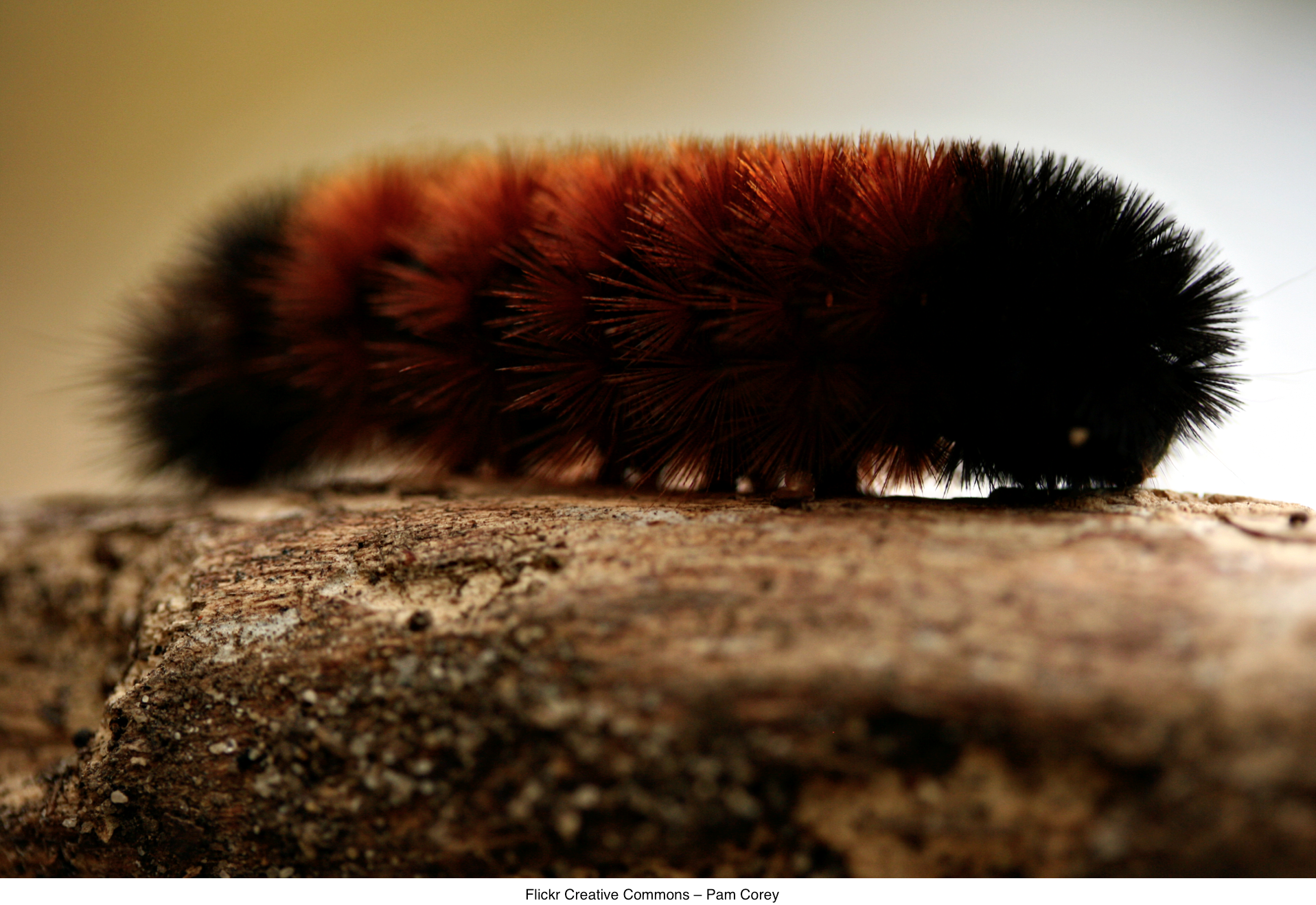 Winter Species Woolly Bear Caterpillar Hamilton College